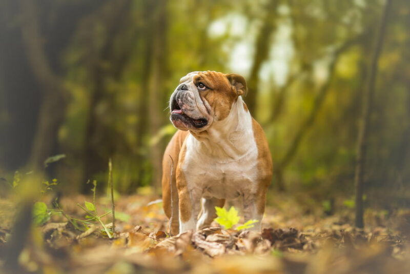 Bulldog Breed Personality Traits & Facts | Great Pet Care