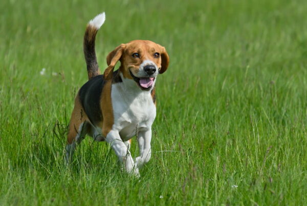 Beagle Breed Personality Traits & Facts | Great Pet Care