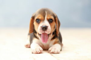 Beagle Breed Personality Traits & Facts | Great Pet Care
