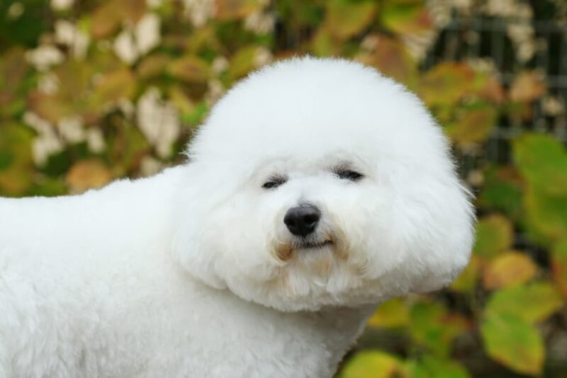 Bichon Frise Personality Traits & Facts | Great Pet Care