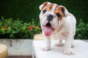 Bulldog Breed Personality Traits & Facts | Great Pet Care