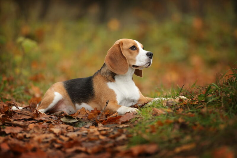 Beagle Breed Personality Traits & Facts | Great Pet Care