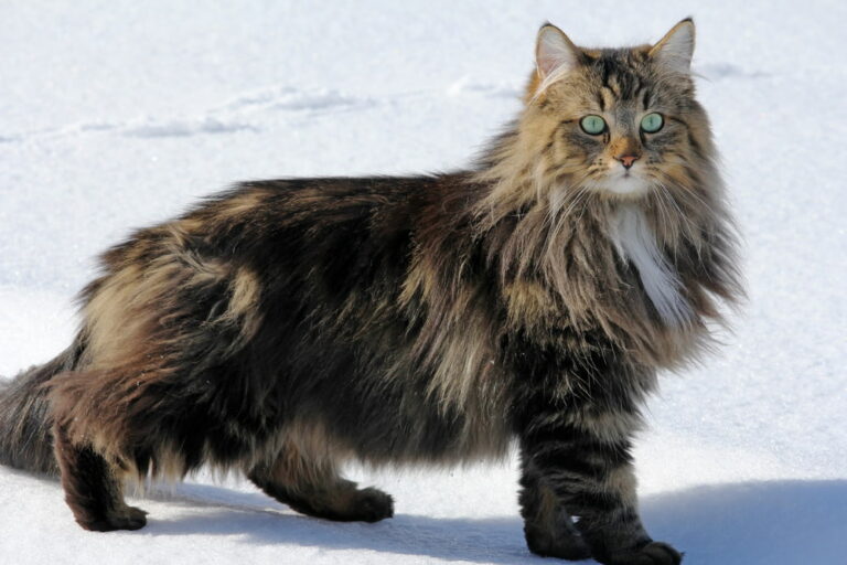 Norwegian Forest Cat Traits & Facts | Great Pet Care