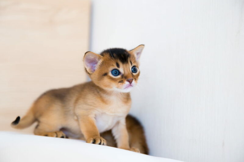 Abyssinian Cat Personality Traits & Facts | Great Pet Care