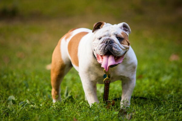 Bulldog Breed Personality Traits & Facts | Great Pet Care