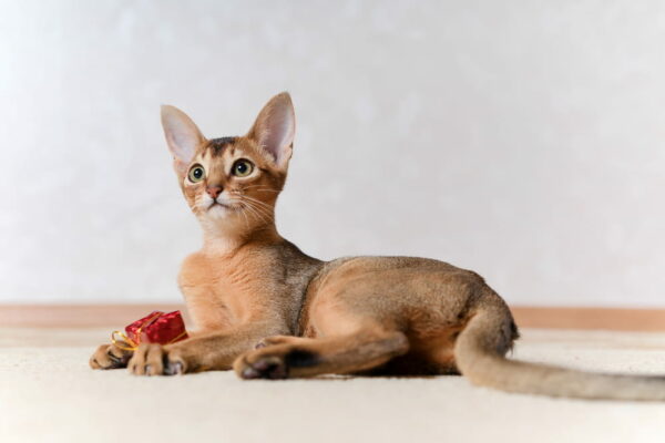 Abyssinian Cat Personality Traits & Facts | Great Pet Care