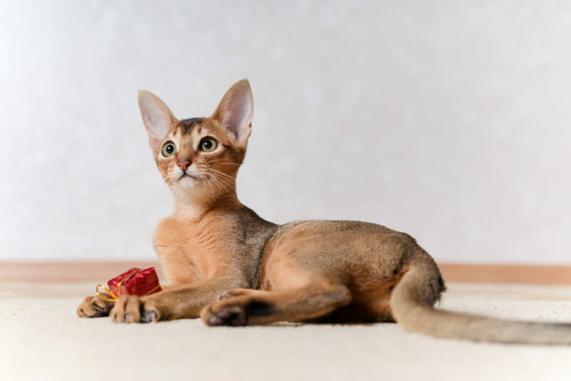 Abyssinian Cat Personality Traits & Facts | Great Pet Care