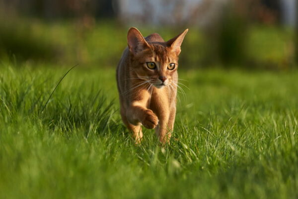 Abyssinian Cat Personality Traits & Facts | Great Pet Care