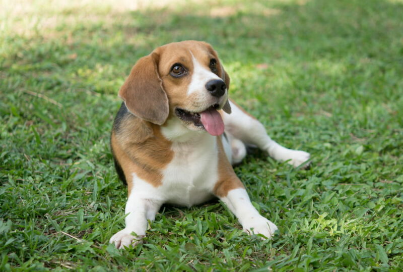 Beagle Breed Personality Traits & Facts | Great Pet Care