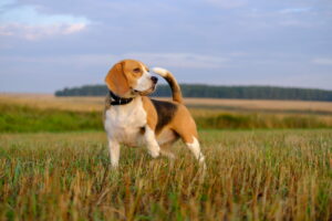 Beagle Breed Personality Traits & Facts | Great Pet Care