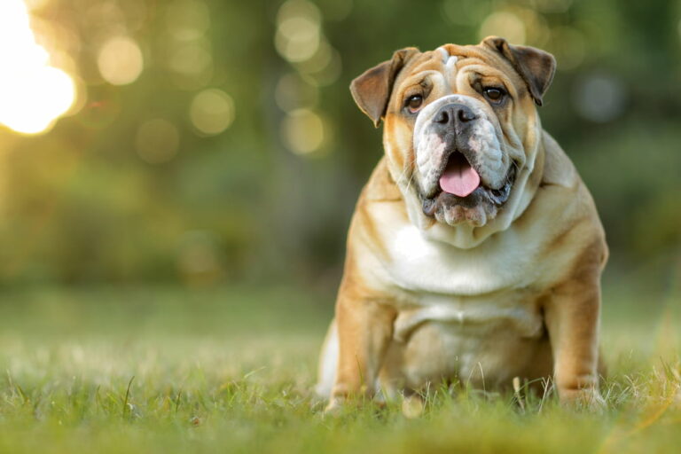 Bulldog Breed Personality Traits & Facts | Great Pet Care
