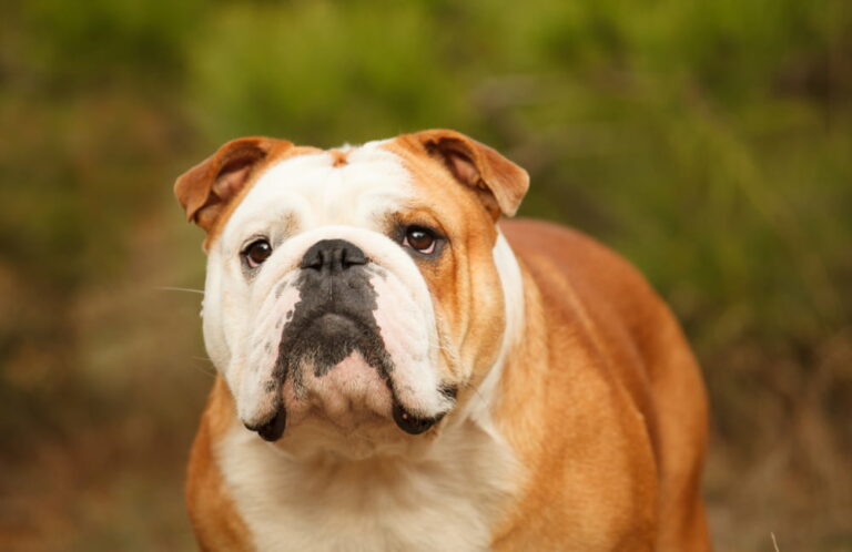 Bulldog Breed Personality Traits & Facts | Great Pet Care
