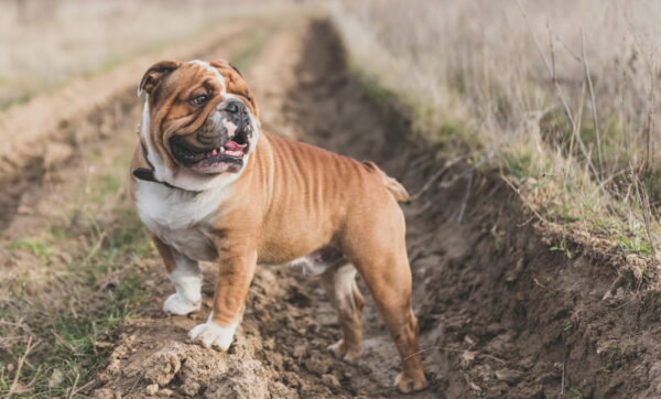 Bulldog Breed Personality Traits & Facts | Great Pet Care