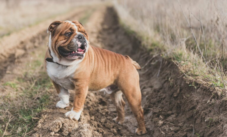 Bulldog Breed Personality Traits & Facts | Great Pet Care