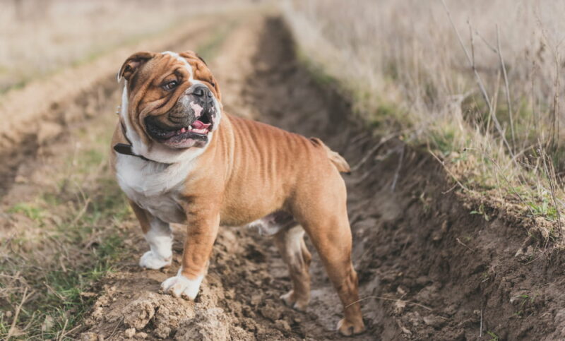 Bulldog Breed Personality Traits & Facts | Great Pet Care