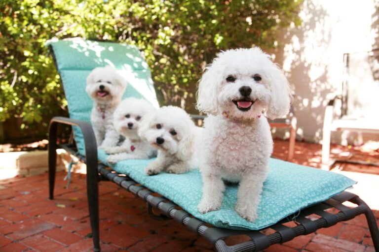Bichon Frise Personality Traits & Facts | Great Pet Care