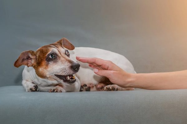 8 Signs Your Dog Might Be In Pain | Great Pet Care