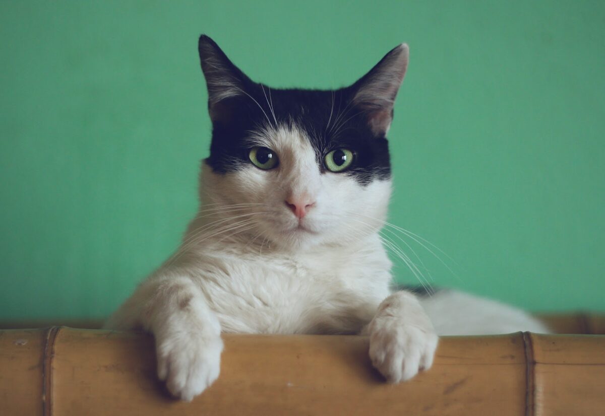 Pain Management for Cats: A Holistic Care Guide | Great Pet Care