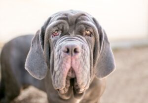 Dog Jowls: Everything You Need to Know | Great Pet Care