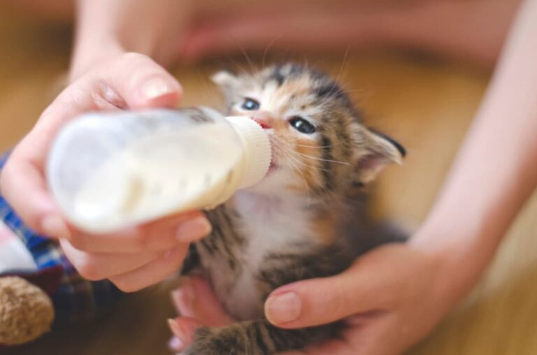 What Do Kittens Eat? | Great Pet Care