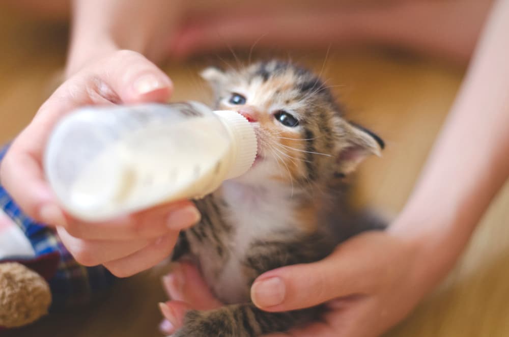 What Do Kittens Eat I Love My Dog So Much What Do Kittens Eat I Love My Dog So Much