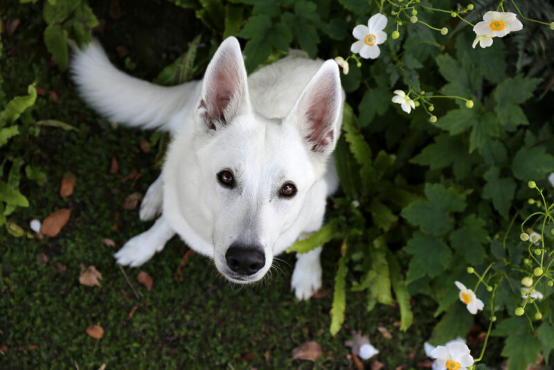 170 White Dog Names for Snow-Colored Pups | Great Pet Care