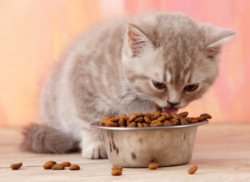 What Do Kittens Eat? | Great Pet Care