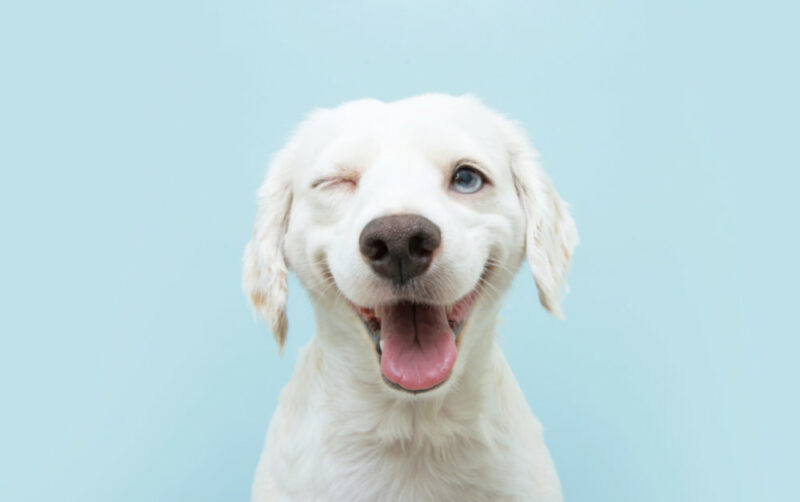 170 White Dog Names for Snow-Colored Pups | Great Pet Care