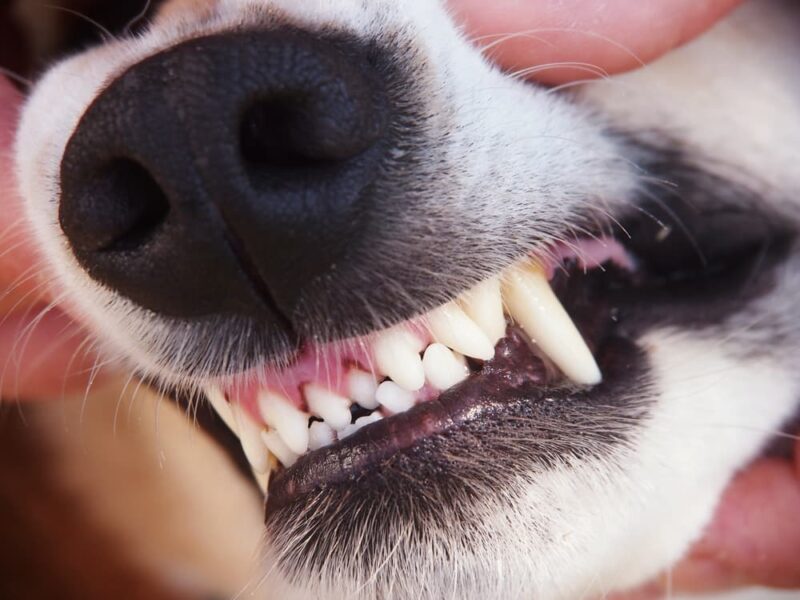 All About Dog Tooth Problems | Great Pet Care