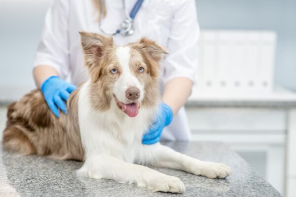 Stress Colitis in Dogs | Great Pet Care
