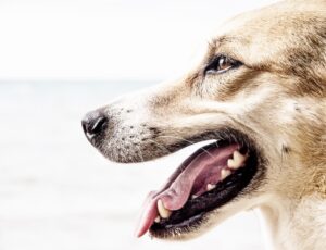 All About Dog Tooth Problems | Great Pet Care