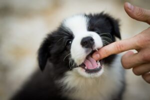 Puppy Temperament Testing: All You Need to Know | Great Pet Care