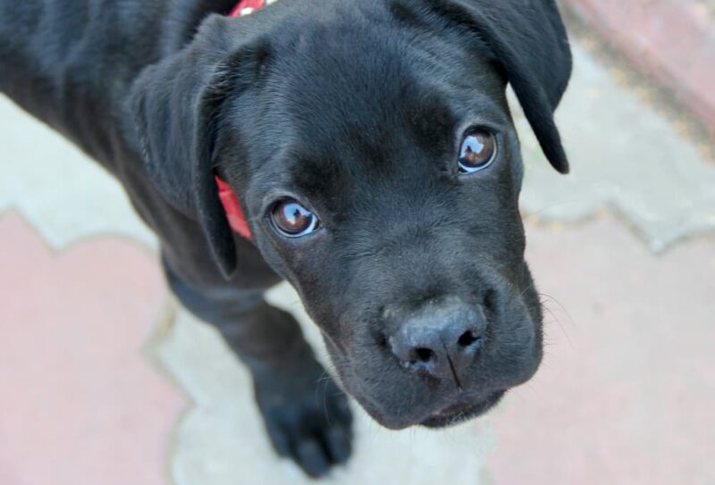 Puppy Temperament Testing: All You Need to Know | Great Pet Care