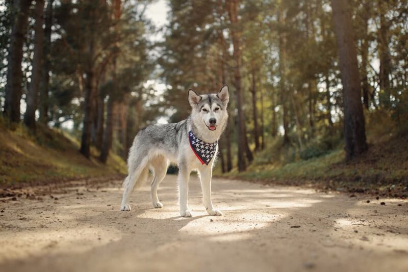 9 All-American Dog Breeds | Great Pet Care
