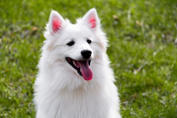 9 All-American Dog Breeds | Great Pet Care