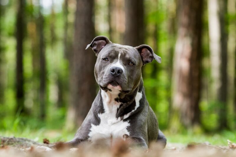 9 All-American Dog Breeds | Great Pet Care