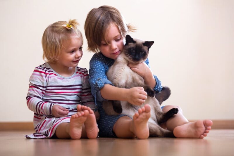 Kids and Cats: 10 Tips to Promote Bonding | Great Pet Care