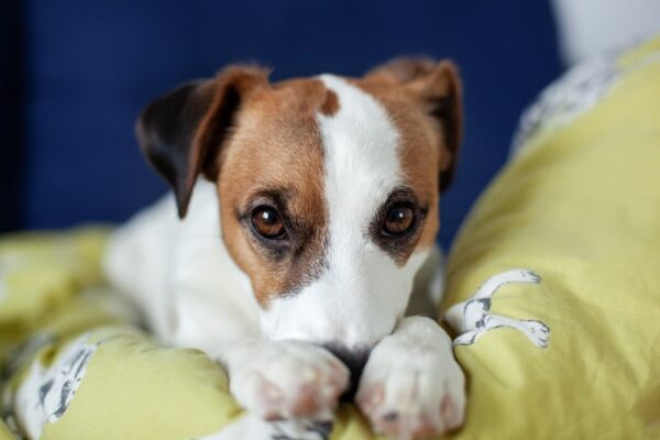 How to Clean a Dog Wound | Great Pet Care