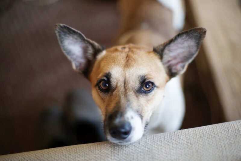 9 Signs of Loneliness in Dogs | Great Pet Care