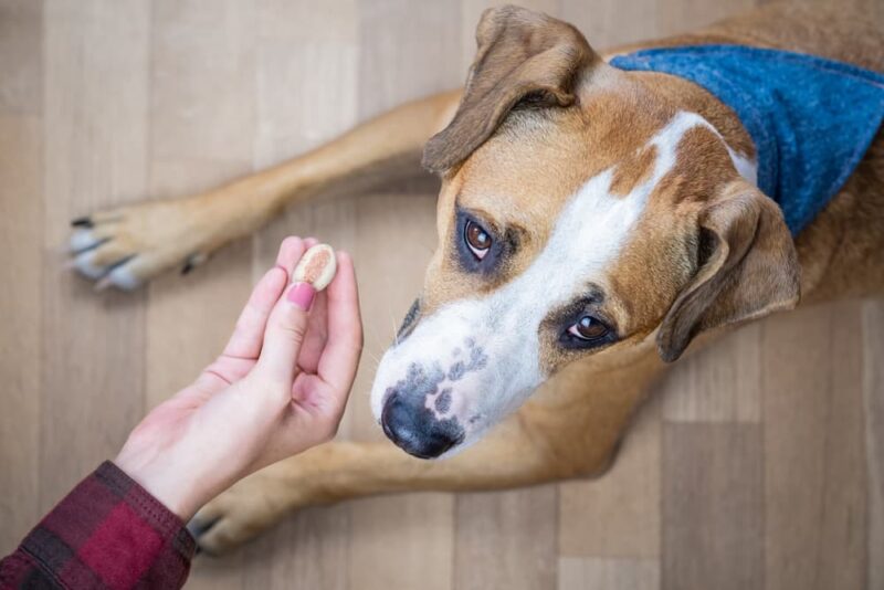 9 Signs of Loneliness in Dogs | Great Pet Care