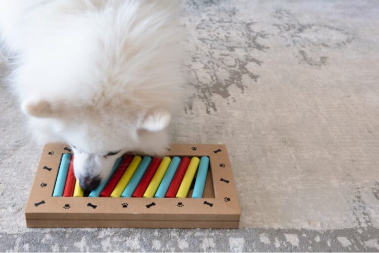 9 Signs of Loneliness in Dogs | Great Pet Care