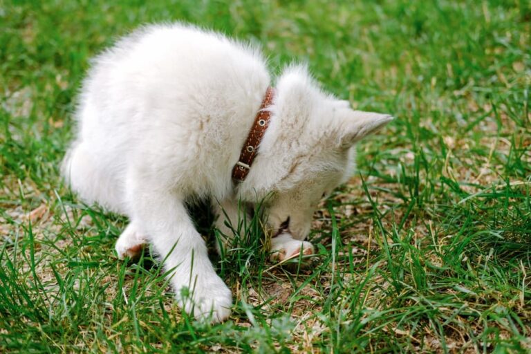 Itch Relief for Dogs: Your Complete Guide | Great Pet Care