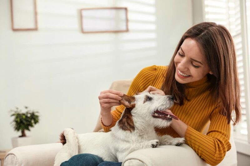Itch Relief for Dogs: Your Complete Guide | Great Pet Care