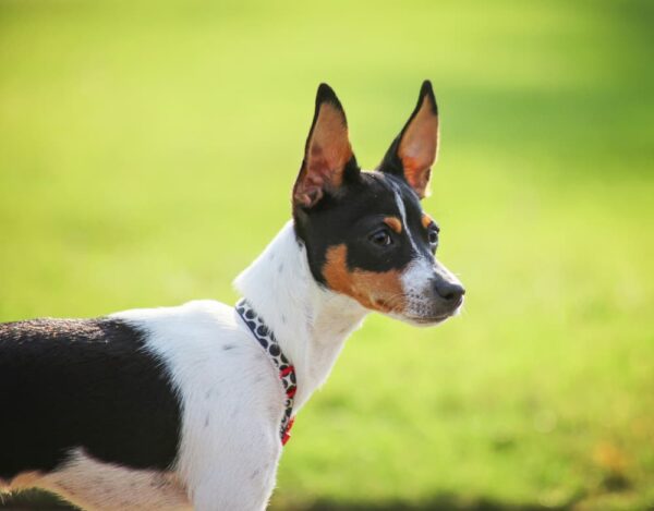 9 All-American Dog Breeds | Great Pet Care
