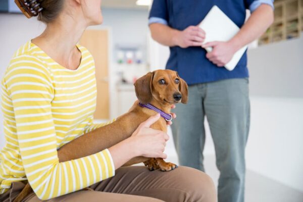 Beagle Pain Syndrome | Great Pet Care