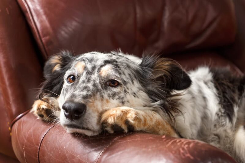 9 Signs of Loneliness in Dogs | Great Pet Care