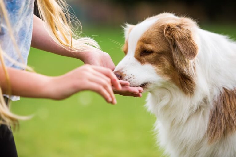 Trilostane for Dogs | Great Pet Care