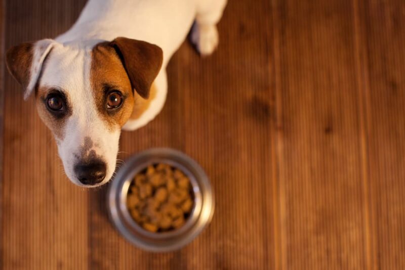 Aflatoxin in Dog Food: What You Need to Know | Great Pet Care