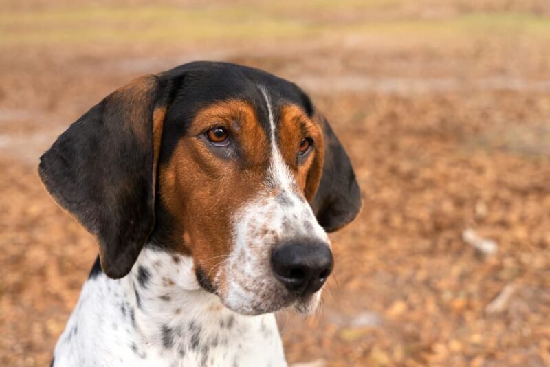 9 All-American Dog Breeds | Great Pet Care