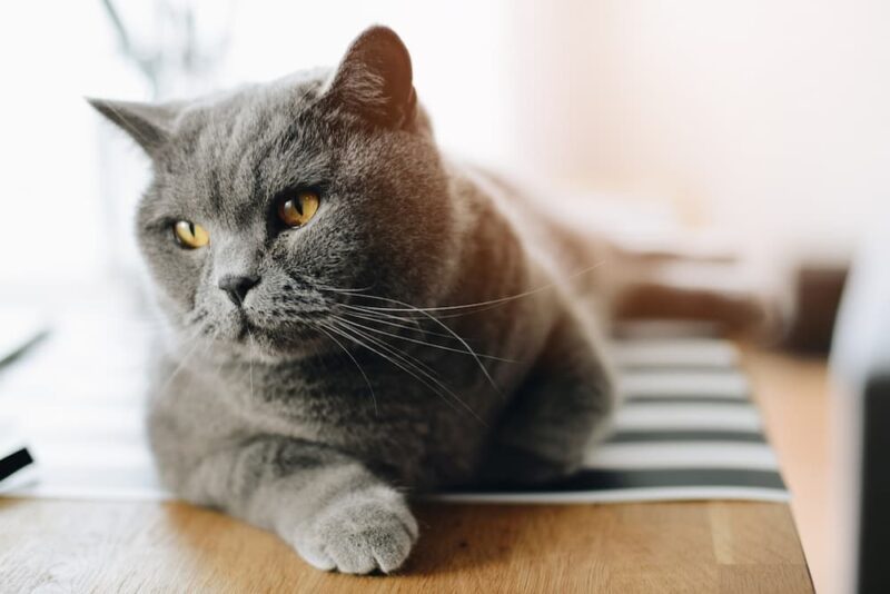 Cat Food Storage: 7 Tips for Safety | Great Pet Care